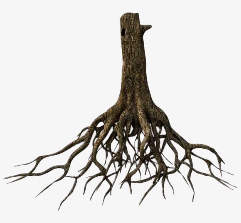 Nature - Tree Root Png Transparent PNG - 800x800 - Free Download on NicePNG