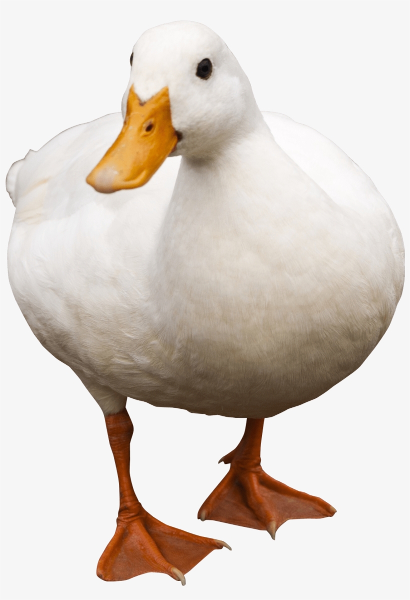 Free Png Duck Png Images Transparent - Duck Png Transparent PNG ...