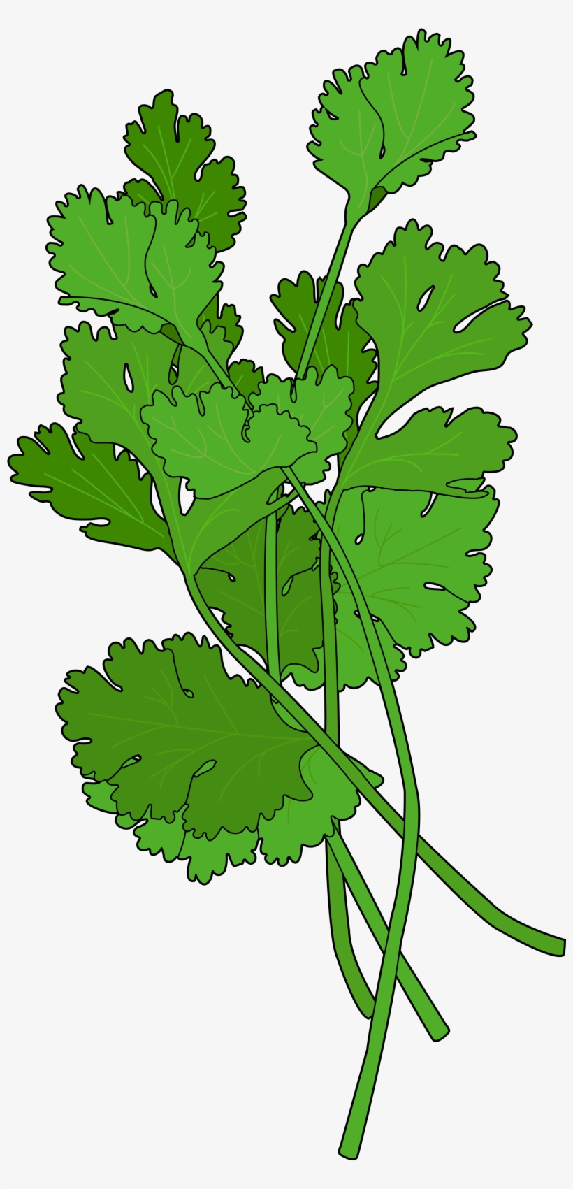 Download Cilantro - Leaf - HD Transparent PNG - NicePNG.com