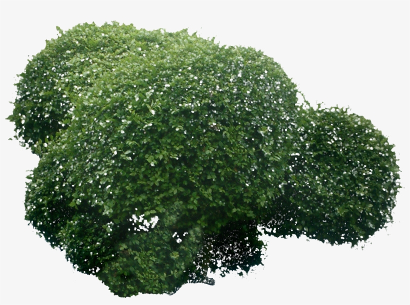 Tree Tops, Trees Top View, Objects, Scene Creator, - Photoshop Shrub ...