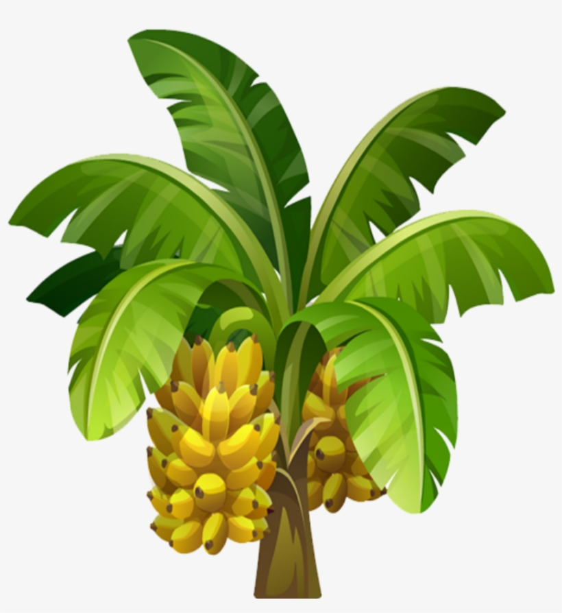 Mq Sticker - Banana Tree Illustration Png Transparent PNG - 1024x1024 ...