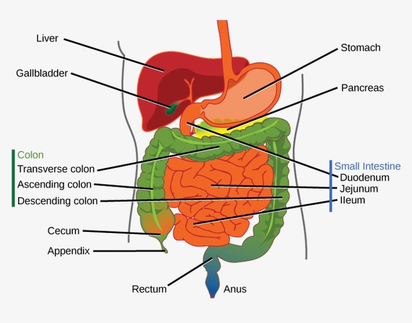 780 X 562 6 - Digestive System Small Organs Transparent PNG - 780x562 ...
