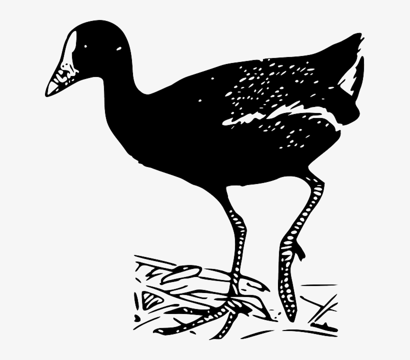 Moorhen Clipart Transparent PNG - 639x640 - Free Download on NicePNG