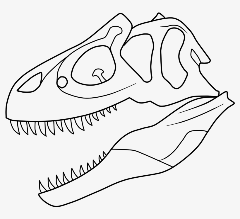 Allosaurus Skeleton Drawing