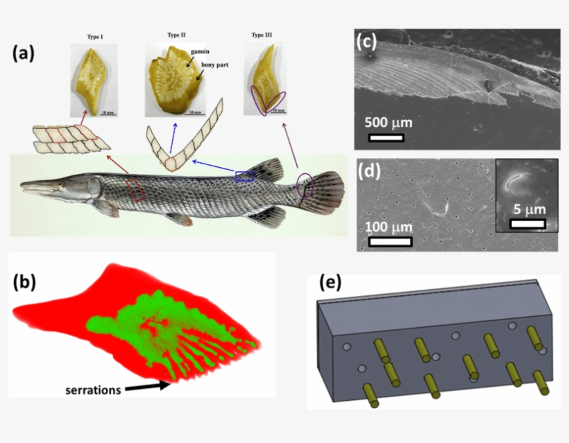 Structure Of The Scales Of Atractosteus Spatula - Alligator Gar Fish ...