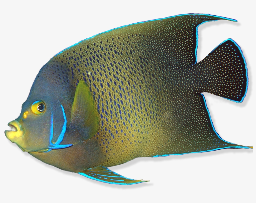 What Is A Fish - Coral Reef Fish Transparent PNG - 800x800 - Free ...
