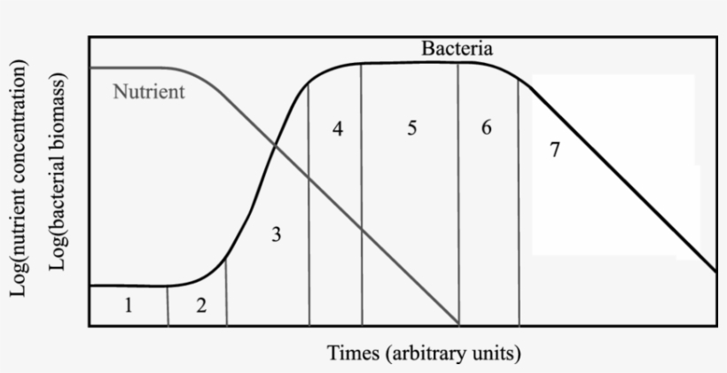 The Seven Phases Of Bacterial Growth Defined By Buchanan - Diagram ...