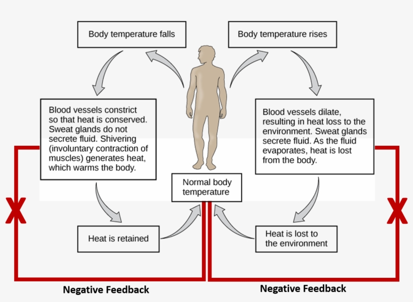Core Body Temperature Is Maintained At A Normal Setpoint - Tendency ...