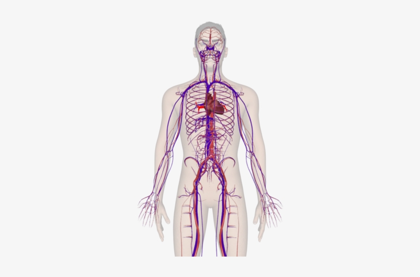 Embracing The Cuerpo Humano Mujer Real: A Path To Self-Acceptance Today