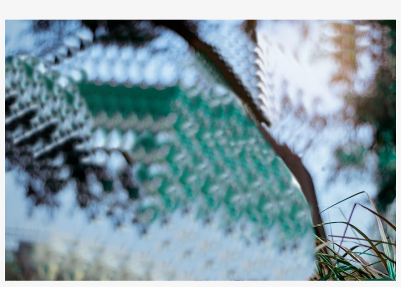 Mumbai Indians Flag - Tree Transparent PNG - 1080x720 - Free Download ...