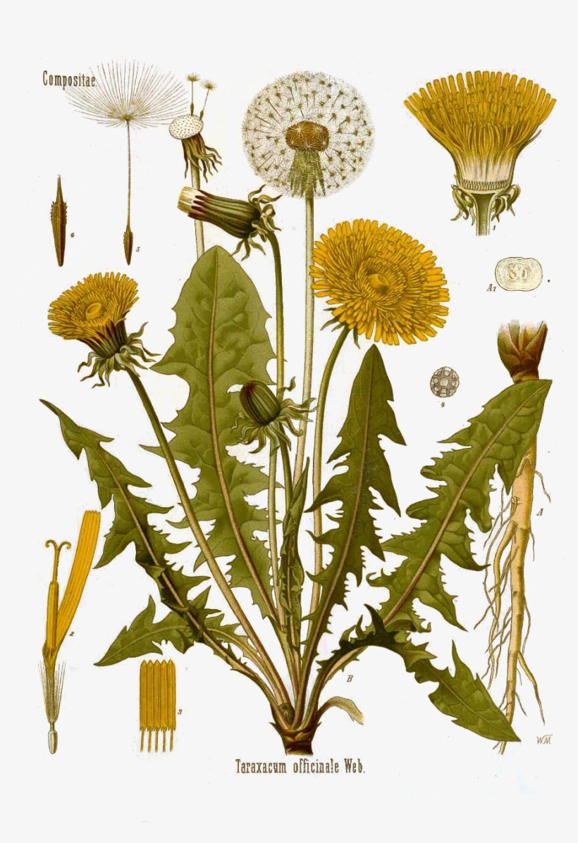 Botanical Dandelion Pull Down Chart Reproduction - Dandelion Drawing ...