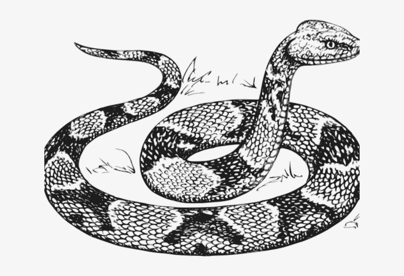 Drawn Snake Snake Png - Line Drawing Of A Snake Transparent PNG ...