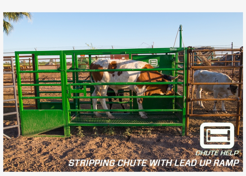 Calf Transparent PNG - 1000x1000 - Free Download on NicePNG