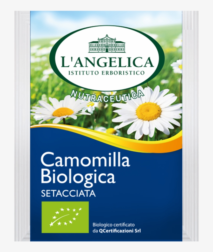 Details - L Angelica Transparent PNG - 926x1200 - Free Download on NicePNG