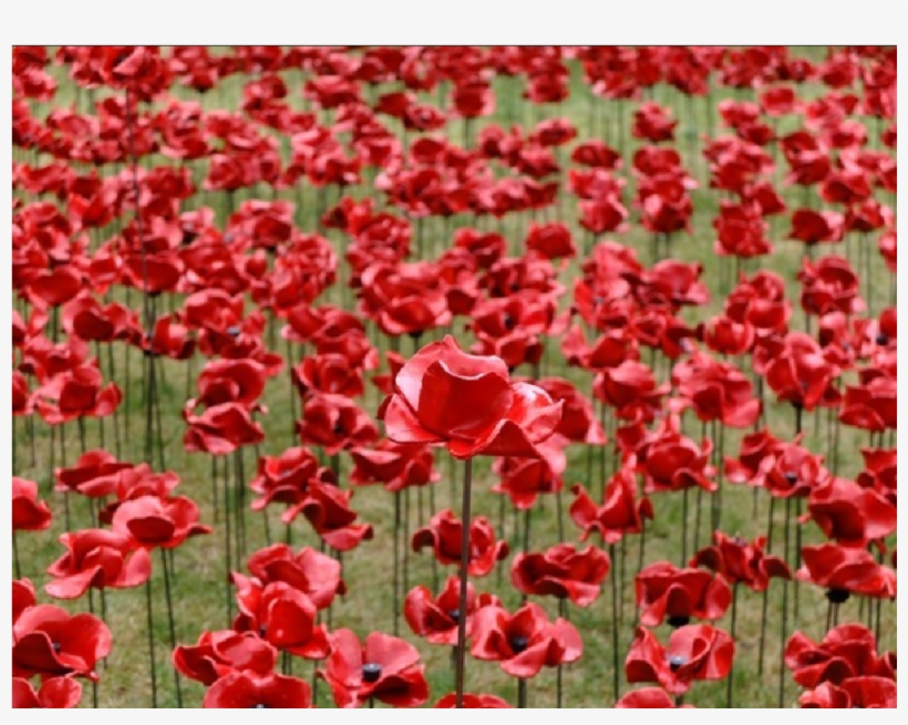 Tower Of London Poppy - Poppies At Tower Bridge Transparent PNG ...