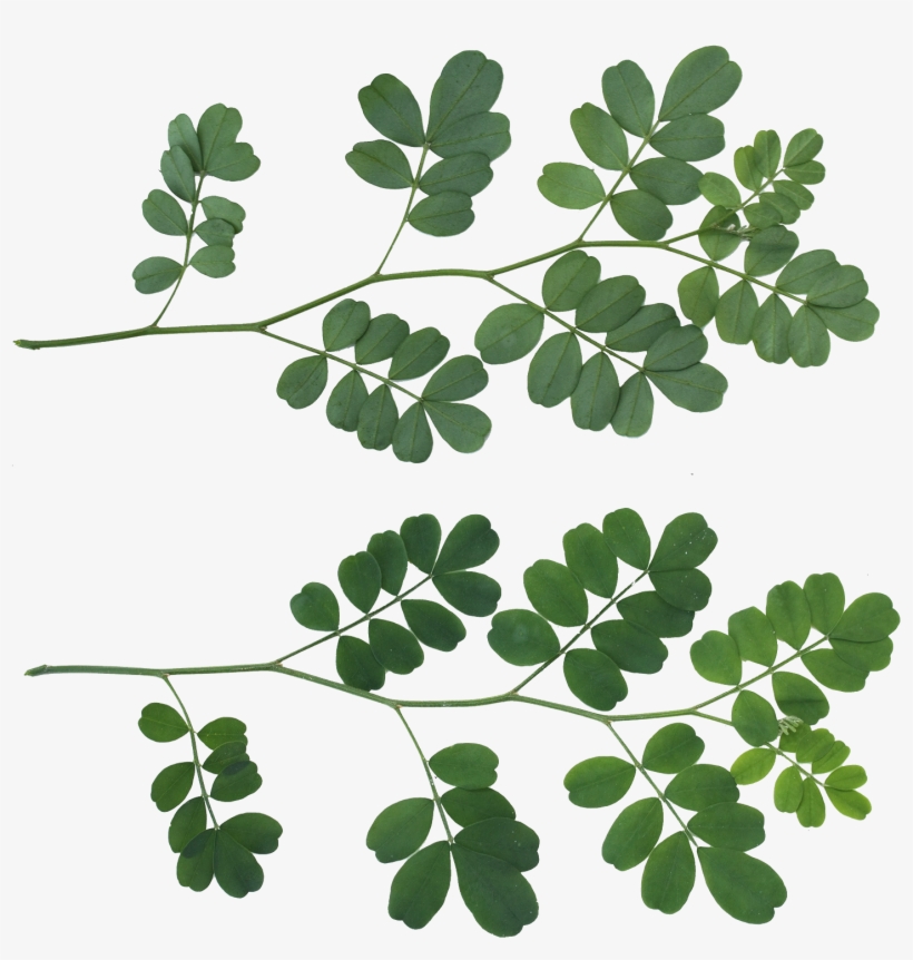 Leaf Texture - Leafs Png Texture Transparent PNG - 1492x1600 - Free ...