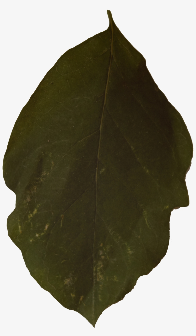Leaf Alphas, Game Textures - Northern Catalpa Transparent PNG ...