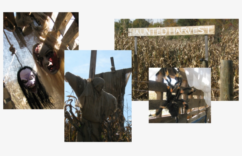 Layman Family Farms - Layman Farm Haunted Harvest Transparent PNG ...