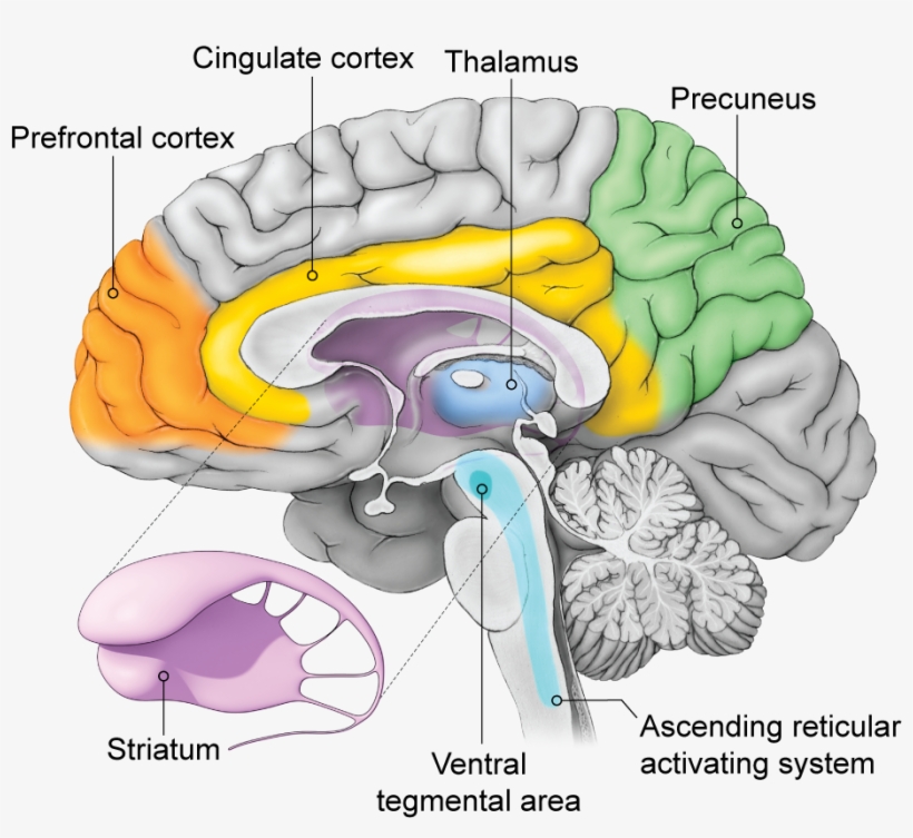 The Brain's Outer Rind The Cerebral Cortex Is The Seat - Central Sulcus ...