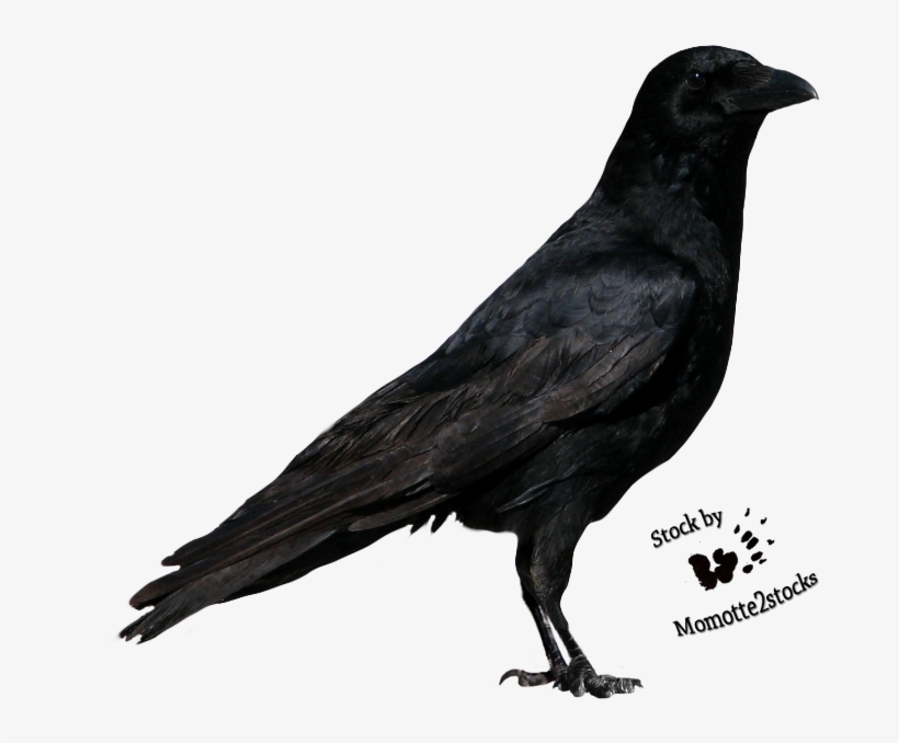Cut-out Stock Png - Crow Png Transparent PNG - 696x619 - Free Download ...