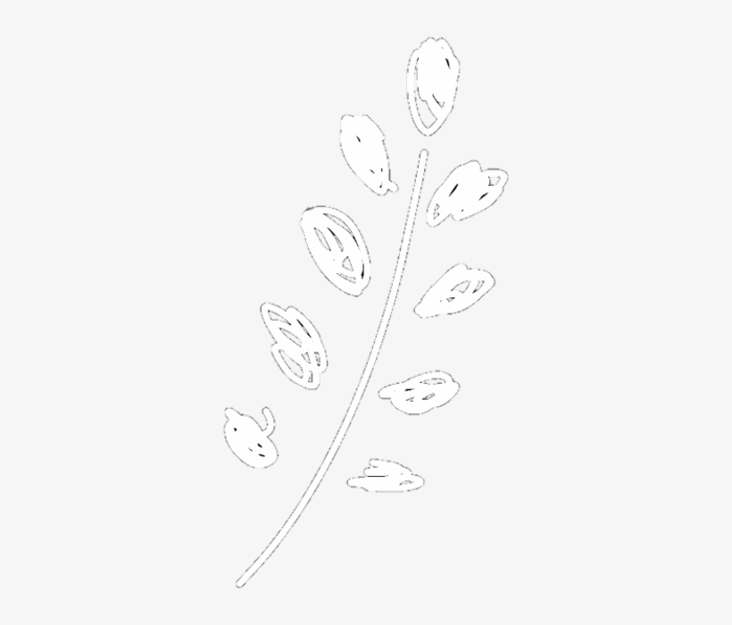 Calligraphy Transparent PNG - 1024x1024 - Free Download on NicePNG