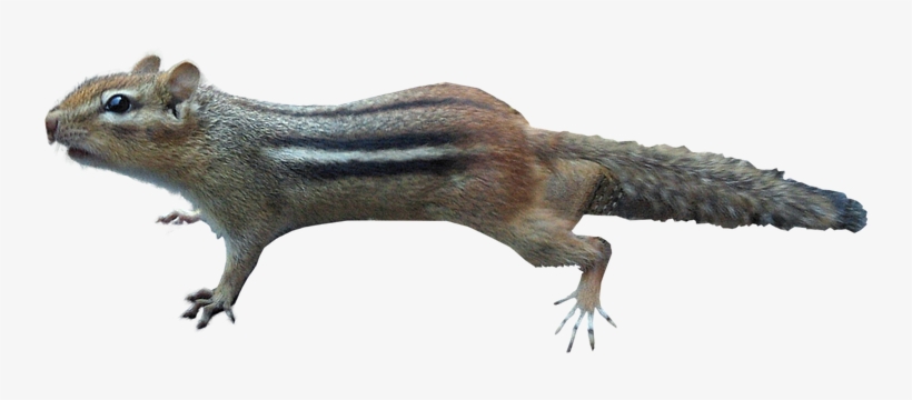 Chipmunk Png - Млекопитающие Анимации Пнг Transparent PNG - 762x720 ...