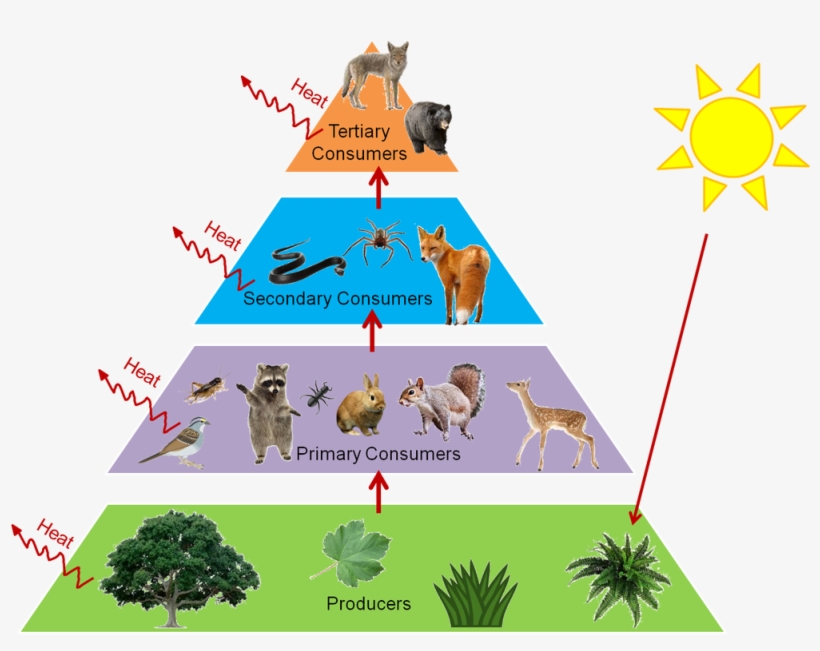 Chihuahuan Desert Food Web