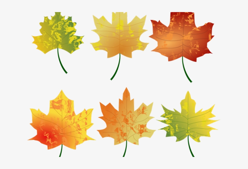 Fall Leaves Graphic - Color Hojas De Otoño Transparent PNG - 640x480 ...