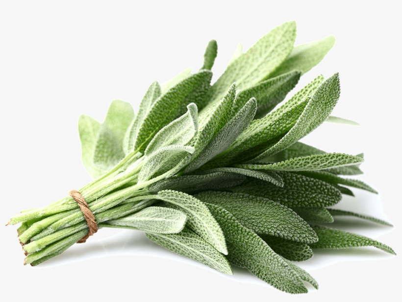 Sage Png Transparent PNG - 937x660 - Free Download on NicePNG