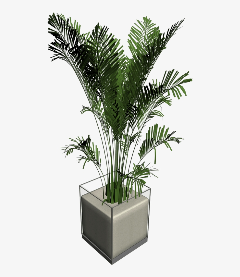 Modern Indoor Tree Png