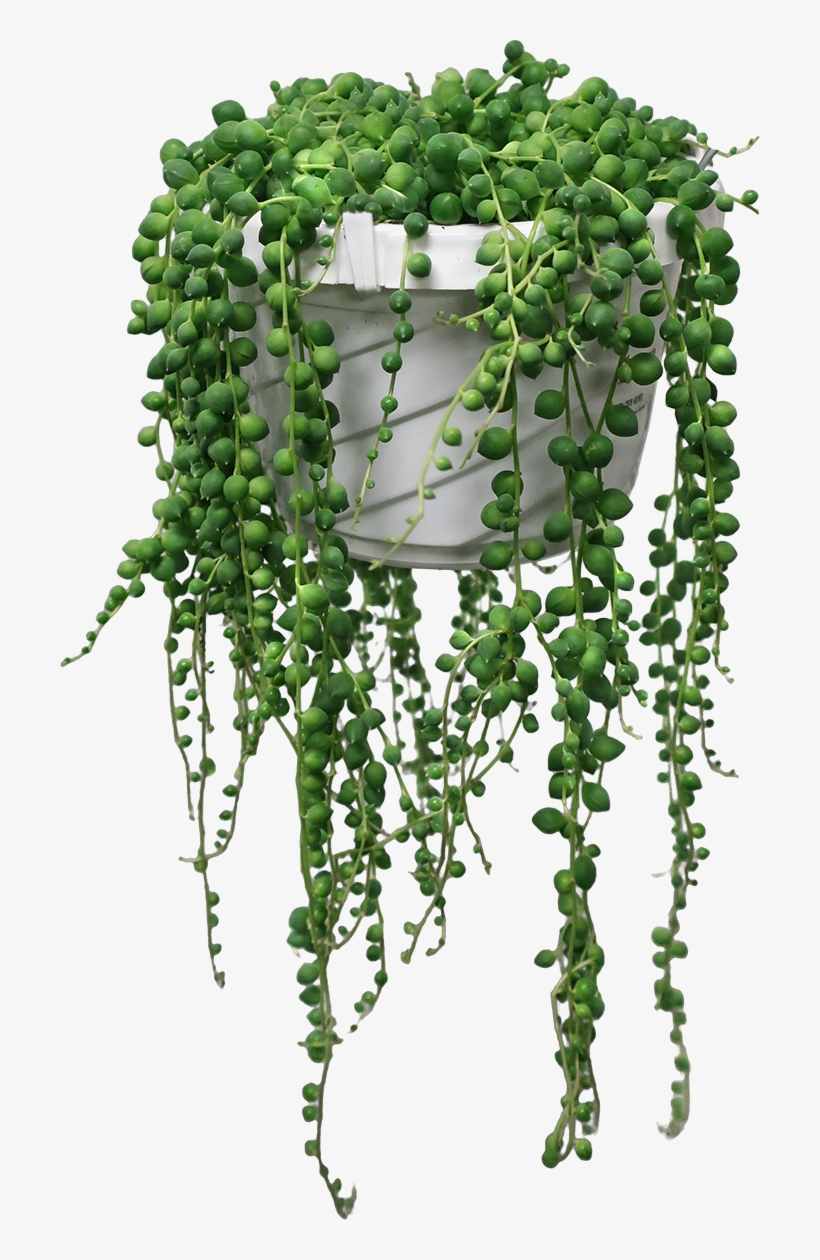 String Of Pearls Transparent PNG - 700x1180 - Free Download on NicePNG