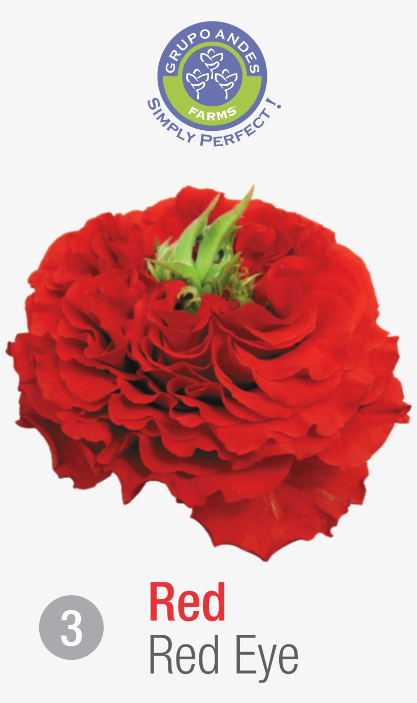 Rosa Variedad Red Eye - Rose Transparent PNG - 800x1301 - Free Download ...
