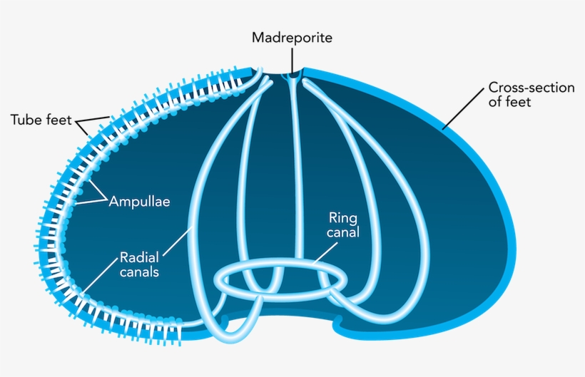 Fig 3 84 Water Vascular Sistema Circulatorio De Un Erizo De Mar