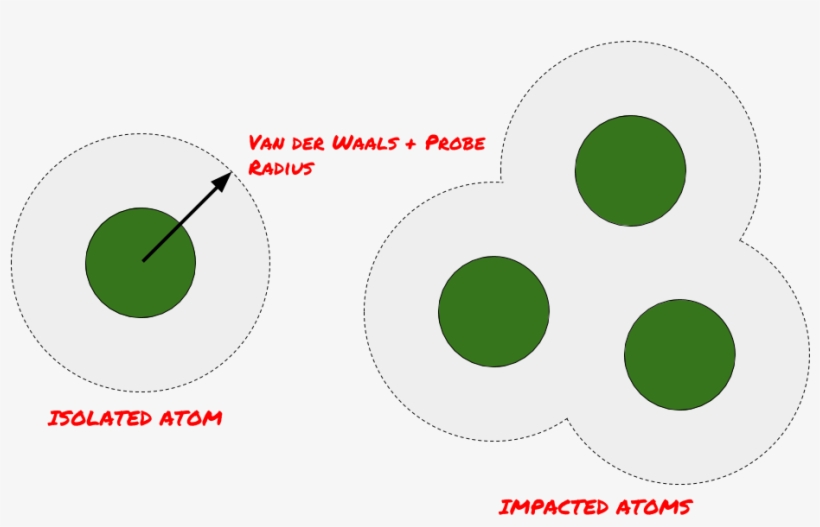 Sasa - Accessible Surface Area Transparent PNG - 960x720 - Free ...