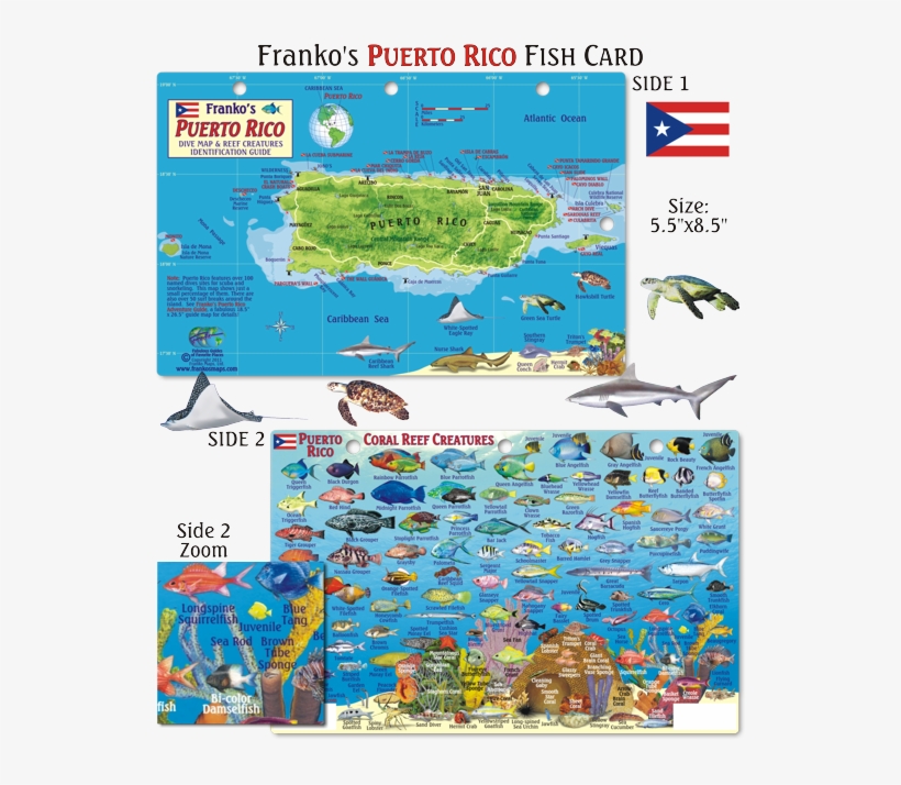 Florida Keys Reef Creatures Fish Id Transparent PNG - 539x634 - Free ...