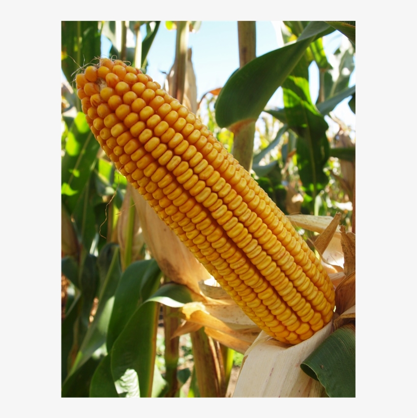 Corn At Physiological Maturity After Treatment With - Corn Kernels ...