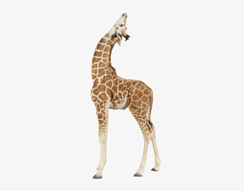 Animals - Giraffes - Giraffe With Transparent Background Transparent ...