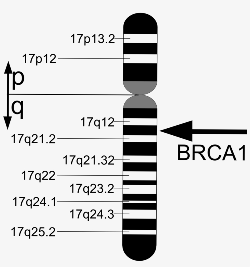 Location Of Brca1 On Chromosome - Brc1 Gene Chromosome 17 Transparent PNG - 896x932 - Free ...