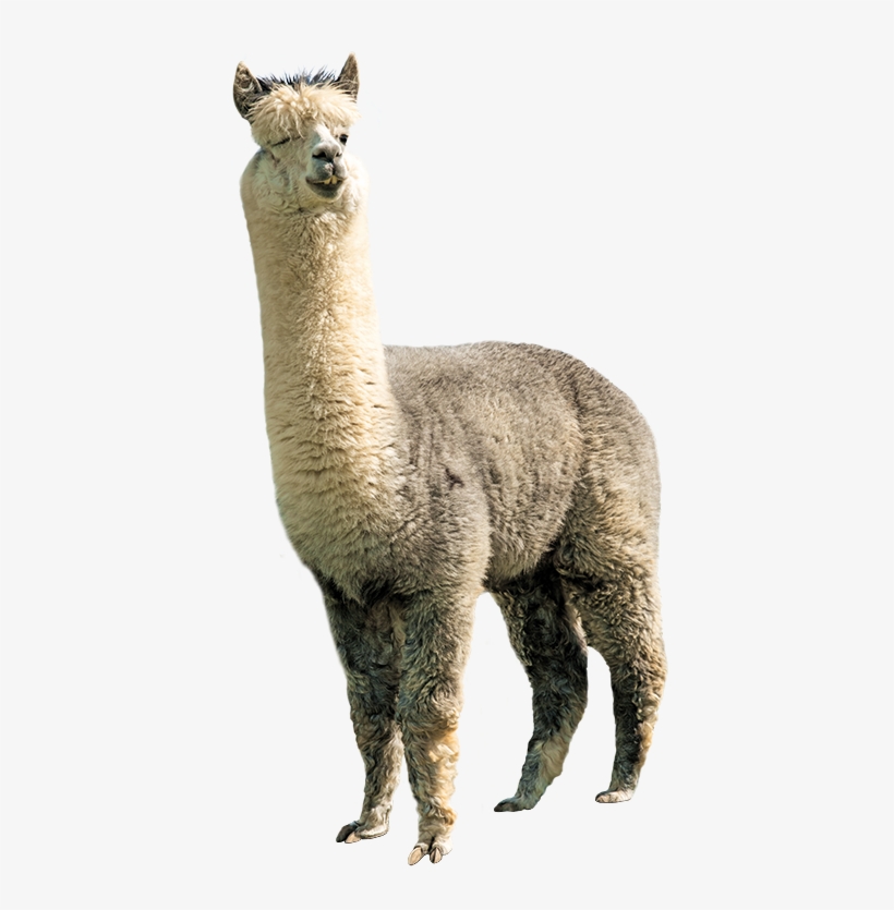 Spitting - Alpaca Png Transparent PNG - 600x821 - Free Download on NicePNG