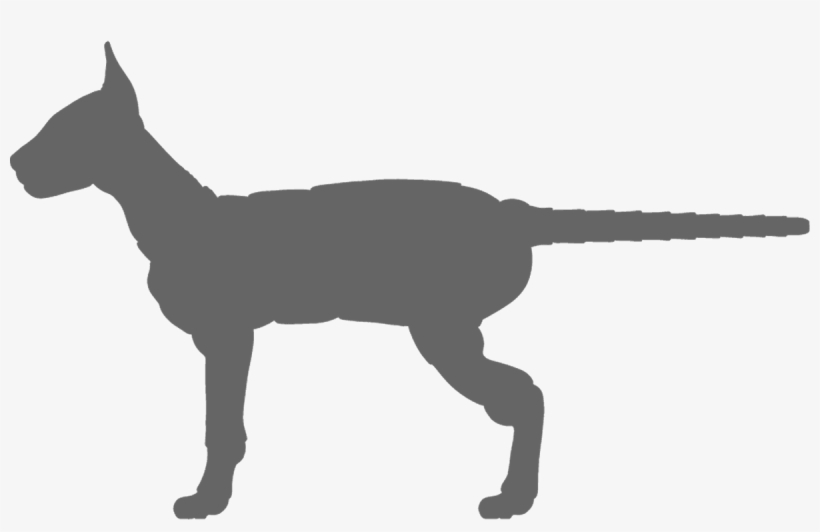 Okapi Transparent PNG - 1200x720 - Free Download on NicePNG