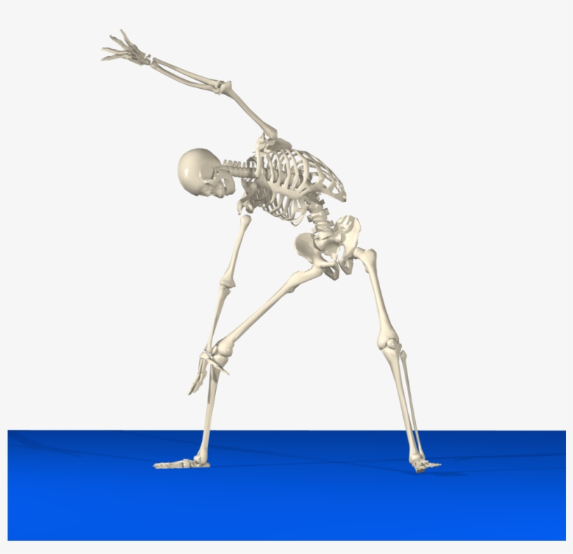 Exercising Skeleton - Skeleton Transparent PNG - 1000x1018 - Free ...