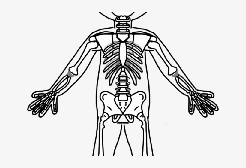 Clipart Of The Skeletal System
