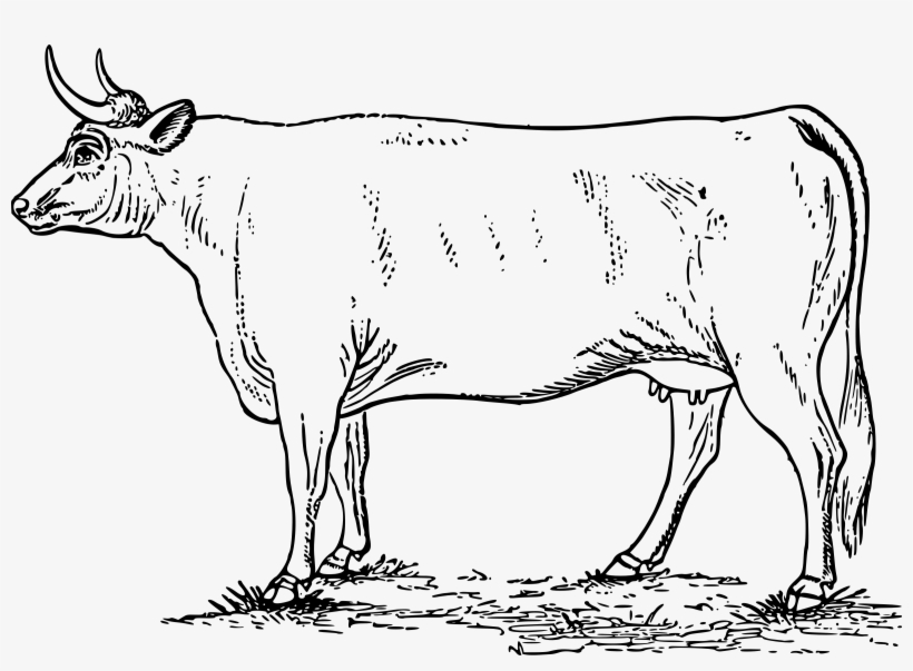 Download Cow Icons Png Free - Gambar Hewan Sapi Hitam Putih - HD ...