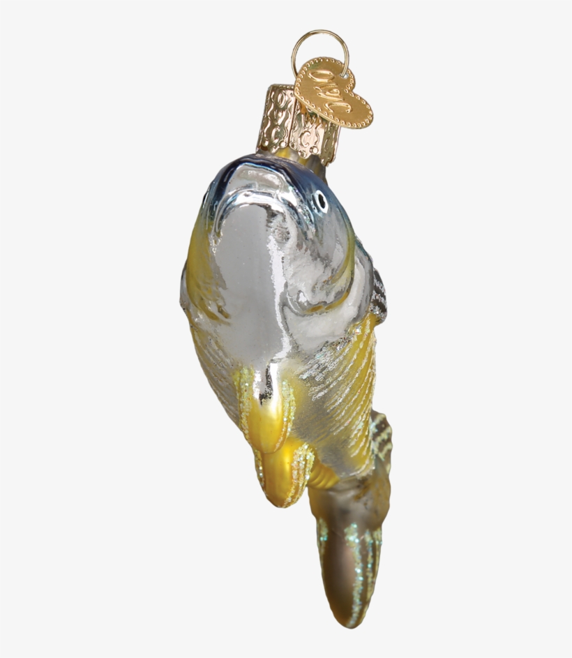 Cuttlefish Transparent PNG - 950x950 - Free Download on NicePNG