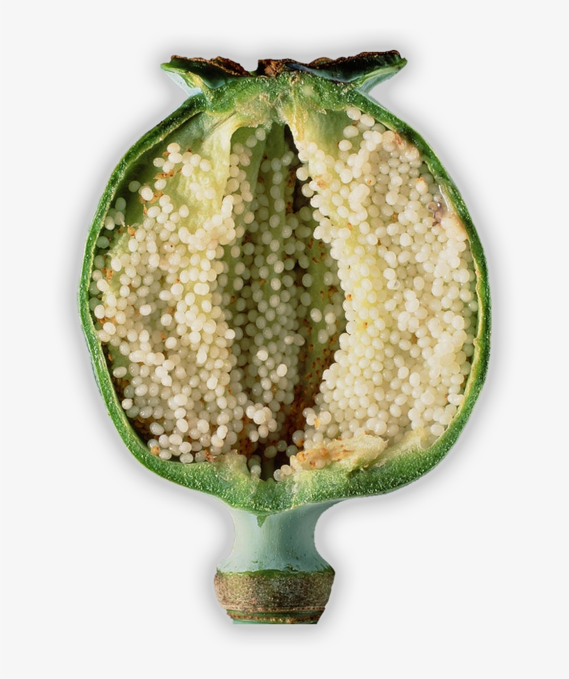 Opium Is Derived From The Milky Sap Of The Bright Red - Cut Opium Poppy ...