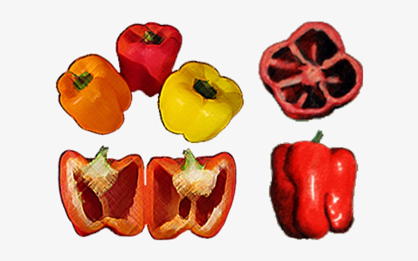 Drawn Vegetable Green Pepper - Draw A Pepper Cut In Half Transparent ...