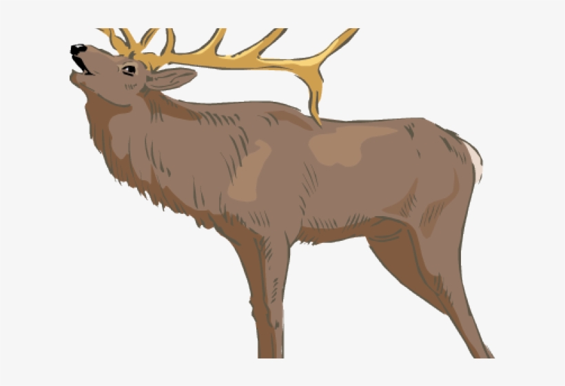 Elk Transparent PNG - 640x480 - Free Download on NicePNG