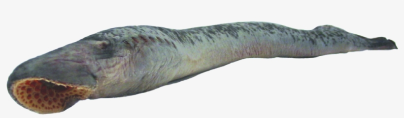 Eel Transparent PNG - 1280x889 - Free Download on NicePNG