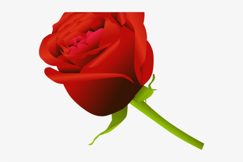 Rose Vector - Clip Art Rose Flower Transparent PNG - 640x480 - Free ...