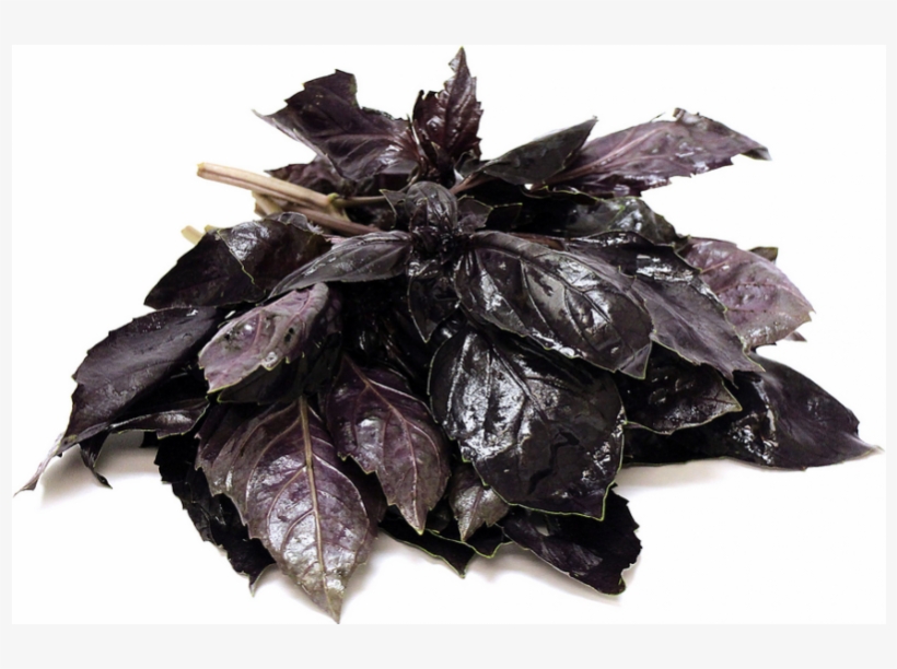 Purple Basil With Stems - Basil Transparent PNG - 800x800 - Free ...